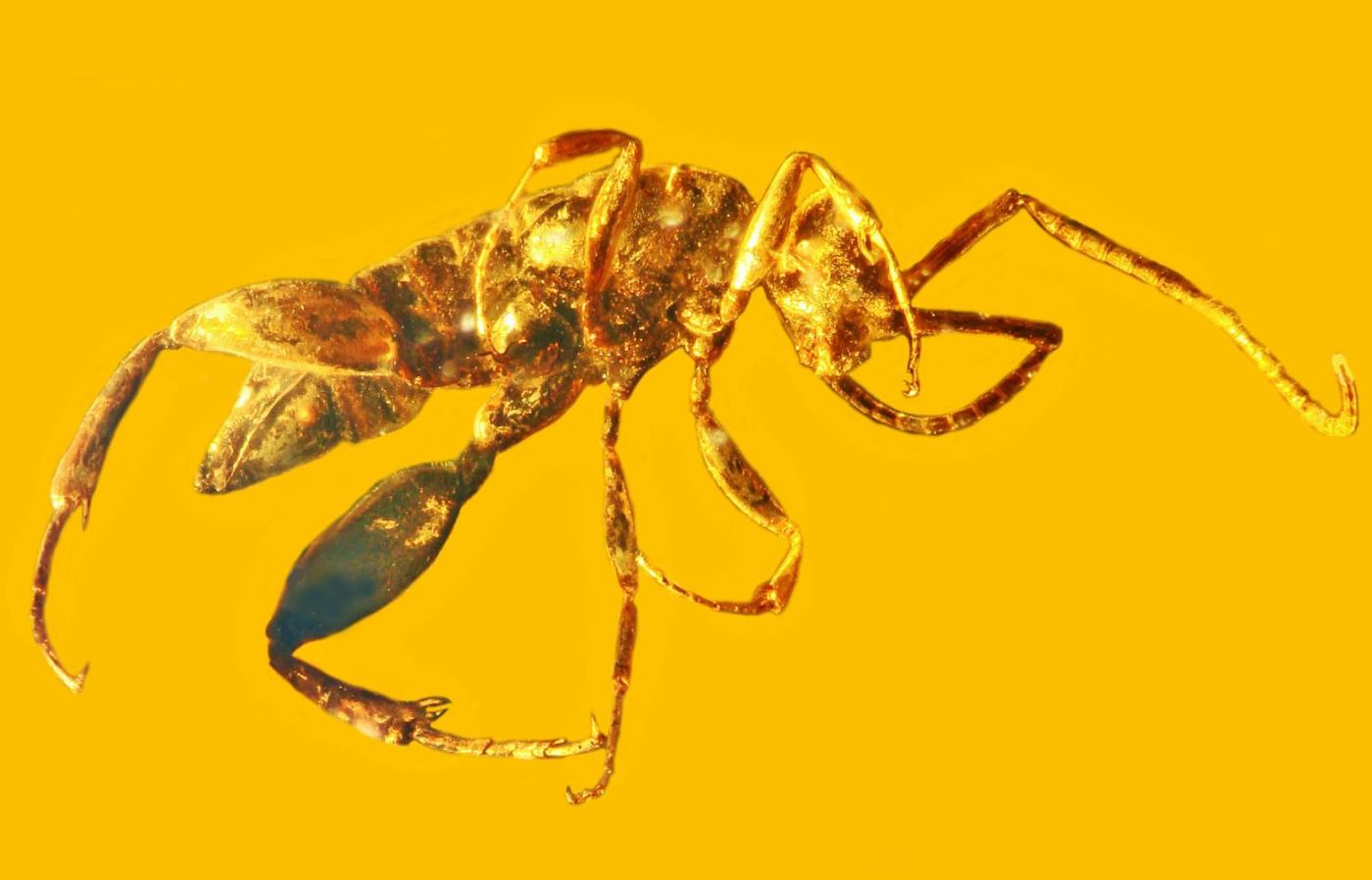 Ancient wingless wasp, now extinct, is one of a kind | Newsroom ...