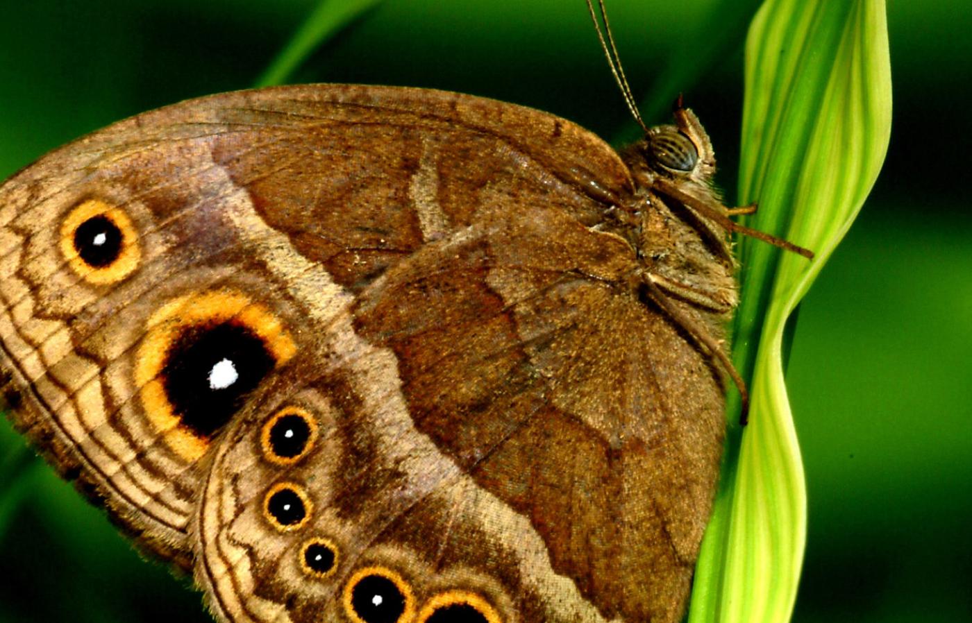 "Eyespots" in butterflies shown to distract predatory attack | Newsroom ...