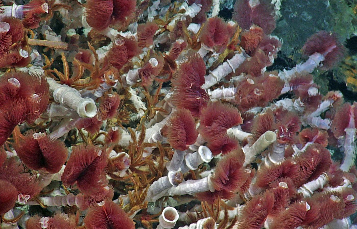 Hydrothermal vents, methane seeps play enormous role in marine life ...