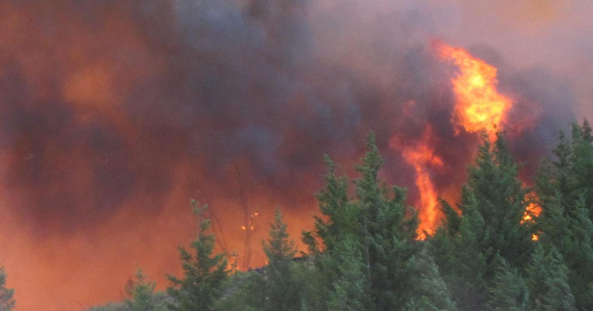 High wildfire severity risk seen in young plantation forests | Newsroom ...