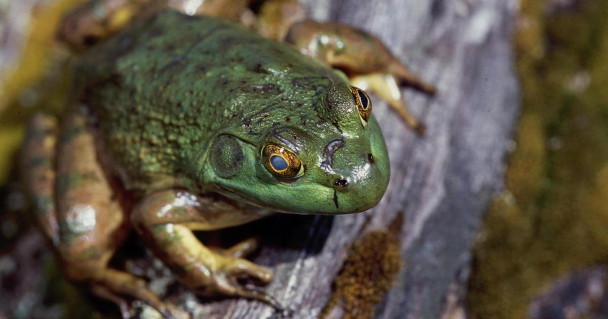 In the egg, American bullfrogs learn how to avoid becoming lunch ...