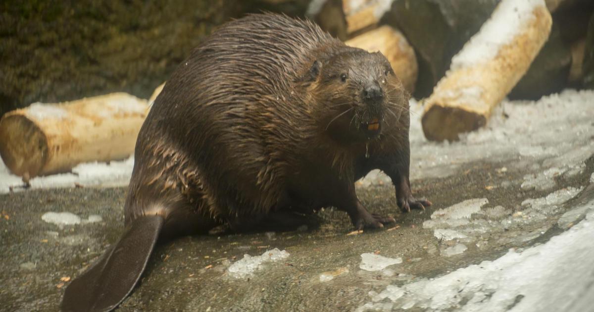 OSU researchers release first analysis of complete beaver genome ...