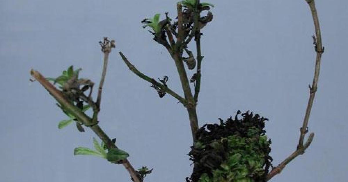 OSU plant pathologists discover unusual evolutionary transition in ...