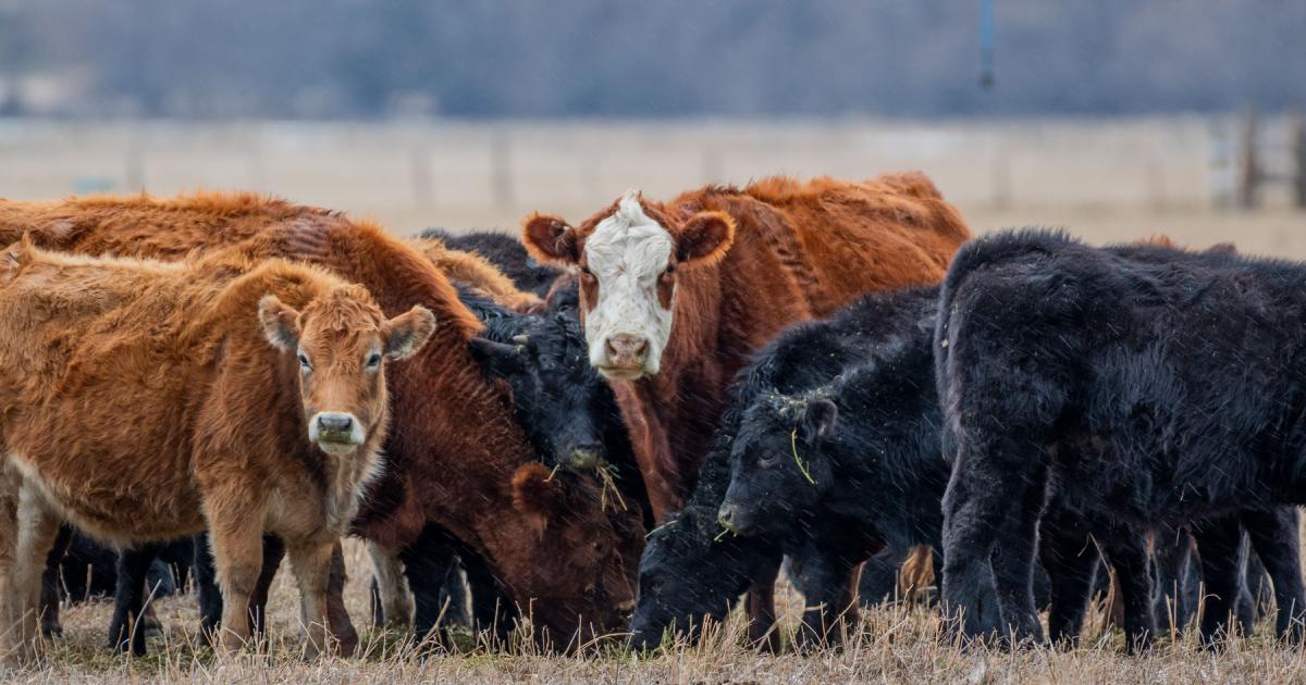 Rangeland researchers advise smaller cows for better herd results ...