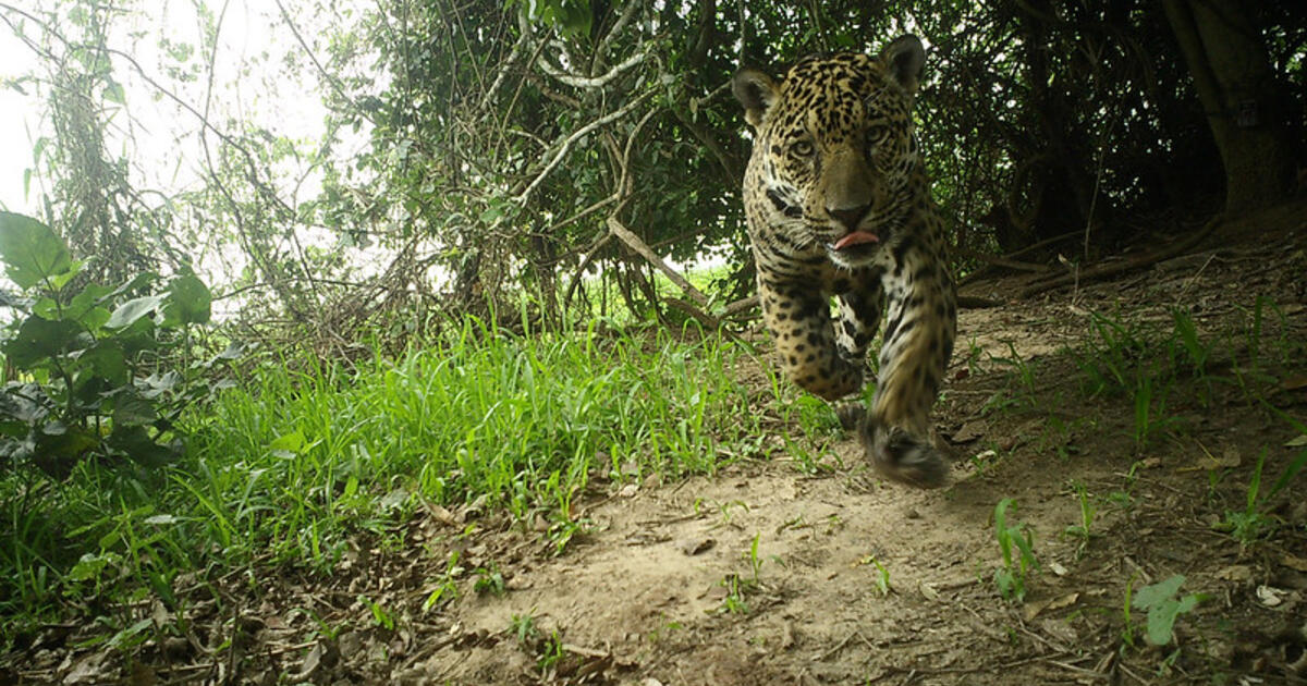 Jaguar population increases after wildfire and drought, indicating area ...