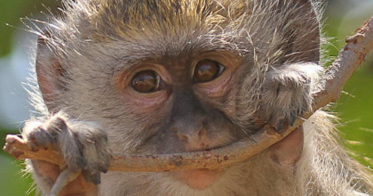 Gut microbes’ role in mammals’ evolution starts to become clearer ...