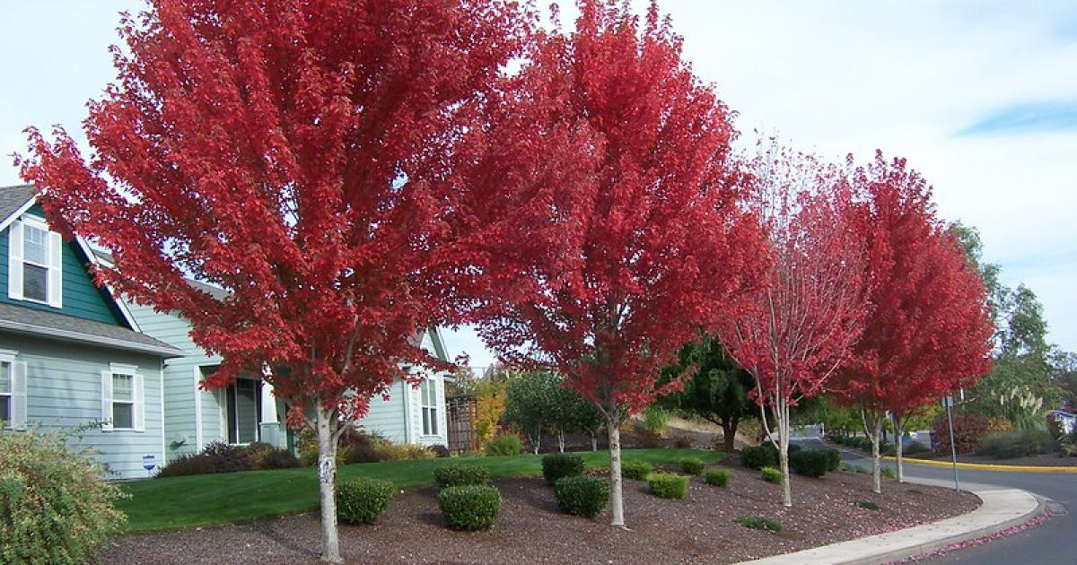 Ten trees for fiery fall color | Newsroom | Oregon State University