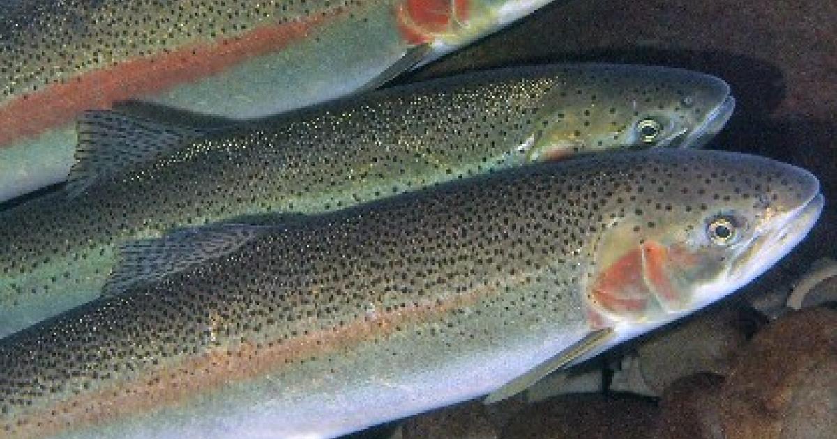 Warmer stream temperatures in burned-over Oregon watershed didn’t ...