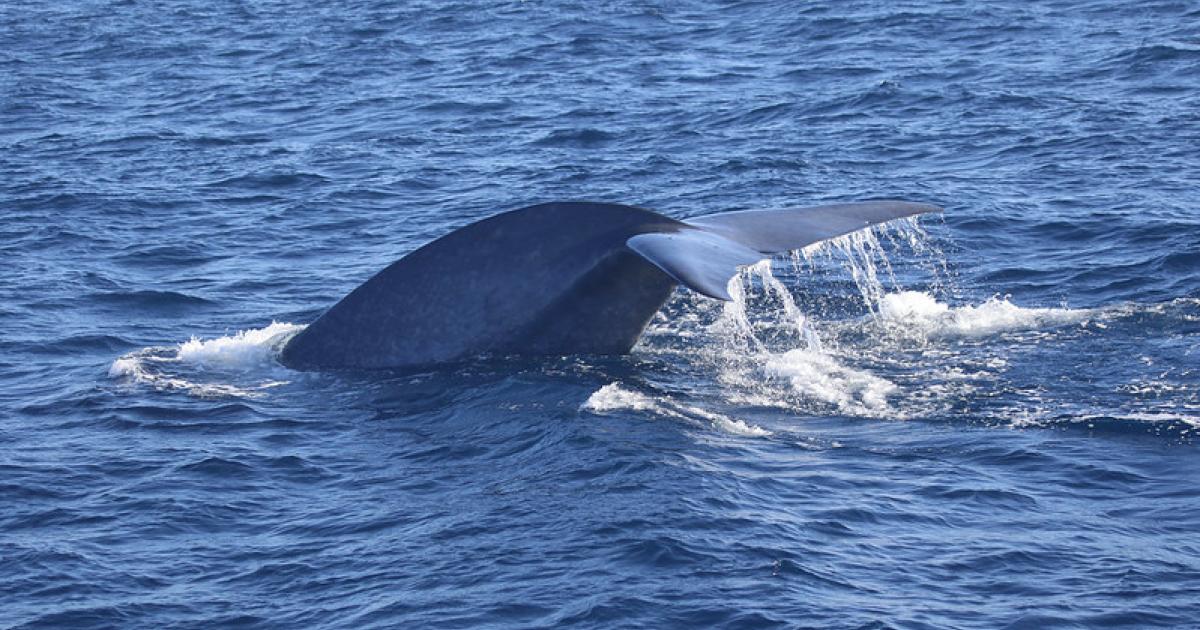 Blue whale foraging and reproduction are related to environmental ...