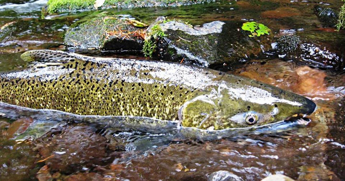 Hatchery Salmon still show a bright future for salmon - research study ...