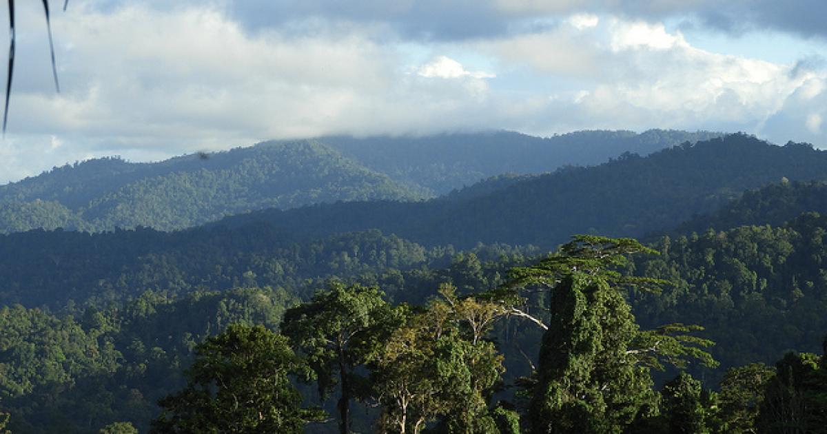 Trees’ enemies help tropical forests maintain their biodiversity, study ...