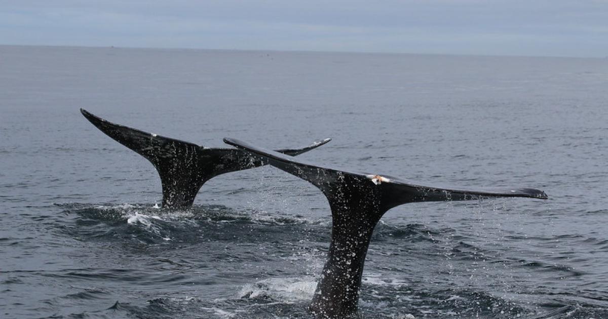 Sales of OSU whale license plate support study of Oregon whales and ...