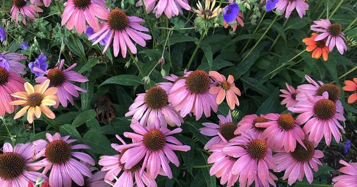 What are short-day and long-day plants? | Newsroom | Oregon State ...