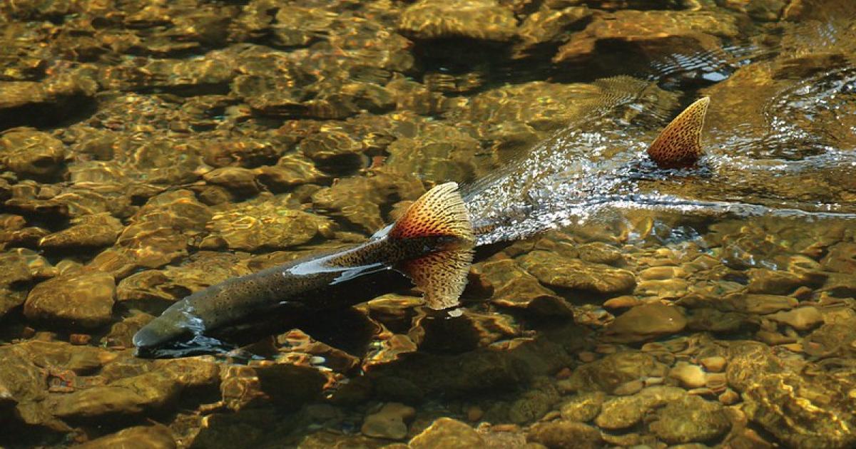 Breach of Lower Snake River dams will aid recovery of native fish, new ...