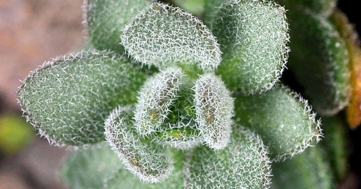 Oregon Flora launches revamped Oregon plant species website | Newsroom ...