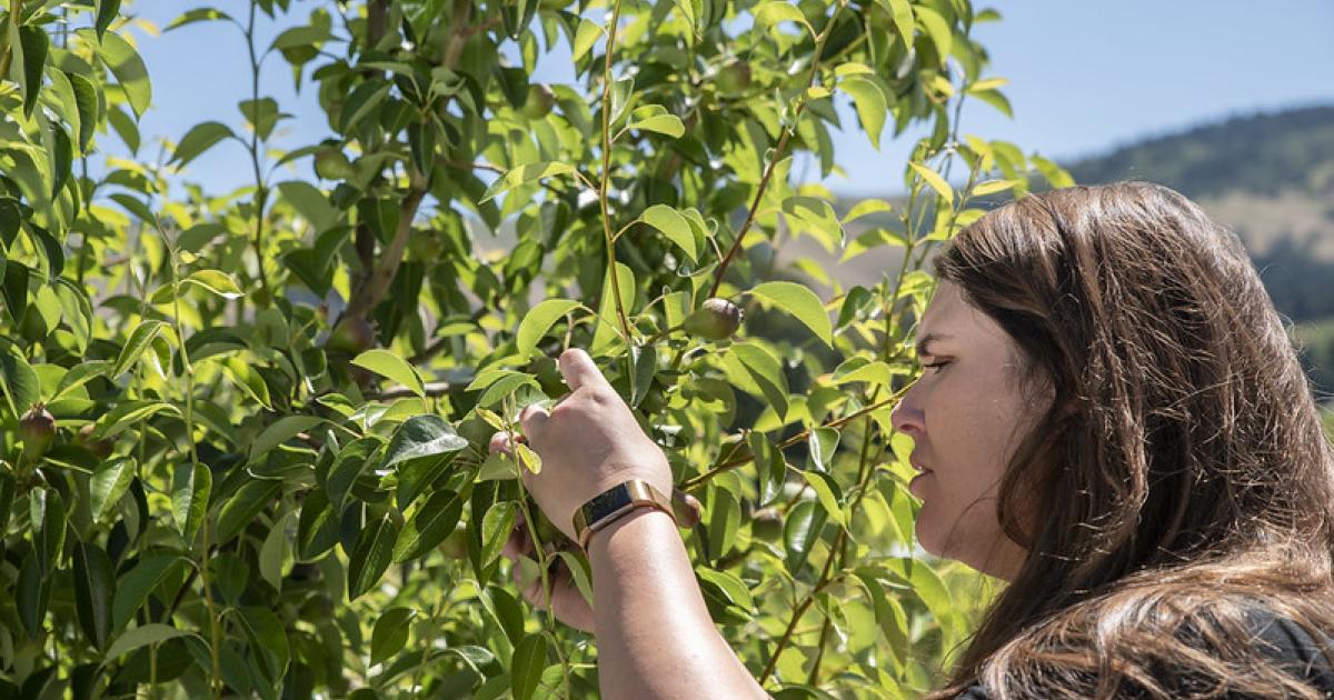 Get a leg up on fruit tree problems with dormant oils | Newsroom ...