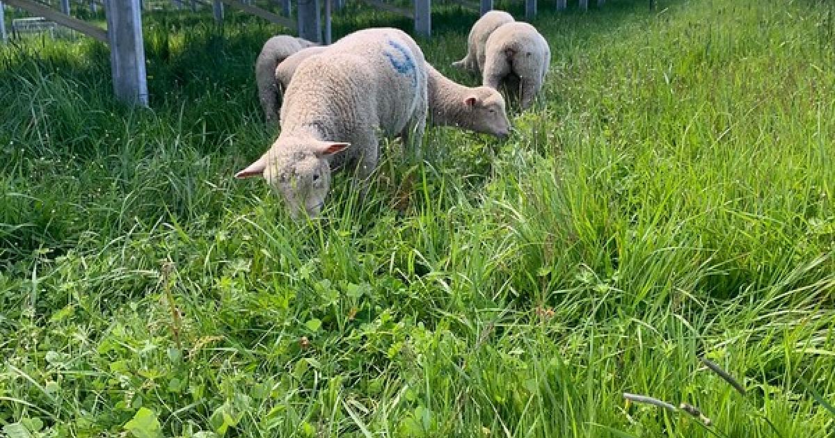 Combining solar panels and lamb grazing increases land productivity ...