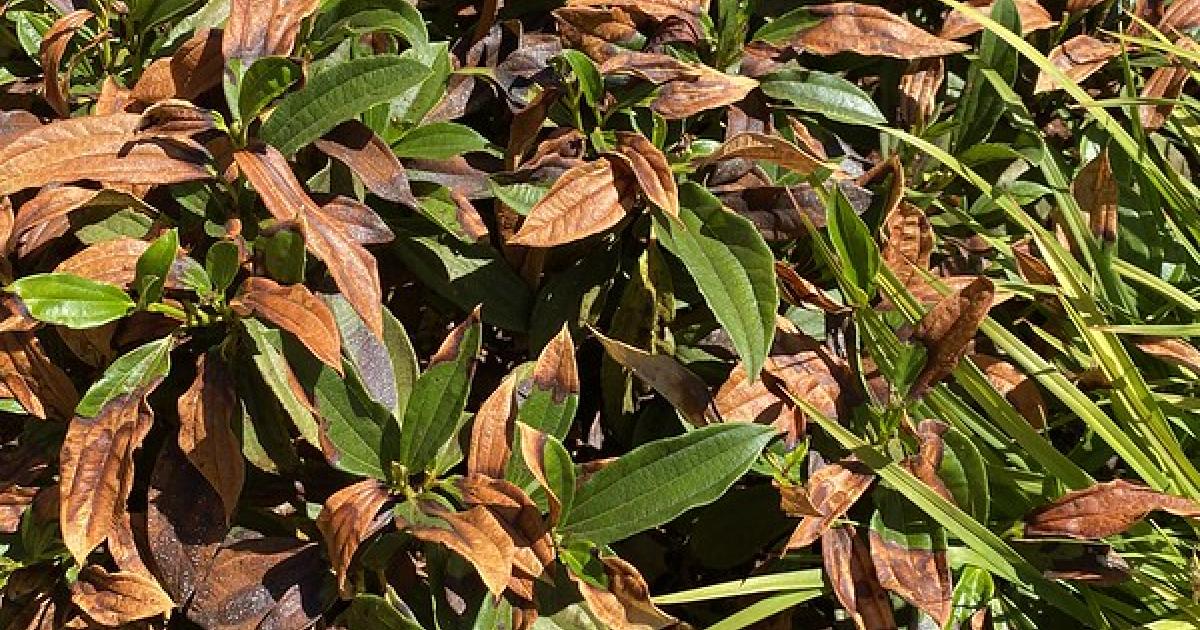 How to care for heat-damaged plants | Newsroom | Oregon State University