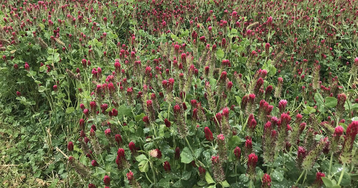 Now’s the time to plan for cover crops | Newsroom | Oregon State University
