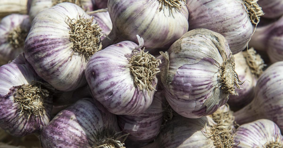 Get your garlic on: A primer on planting, growing and harvesting ...