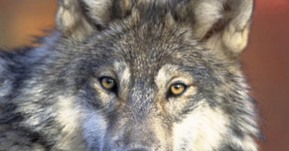 Gut bacteria found in wild wolves may be key to improving domestic dogs ...