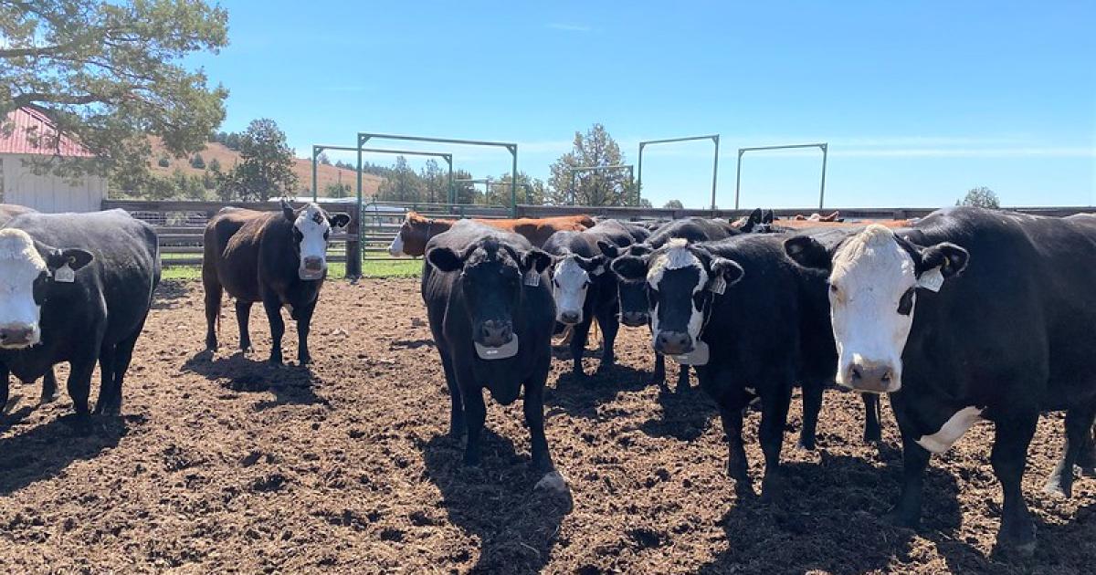 Cattle grazing with virtual fencing shows potential to create wildfire ...