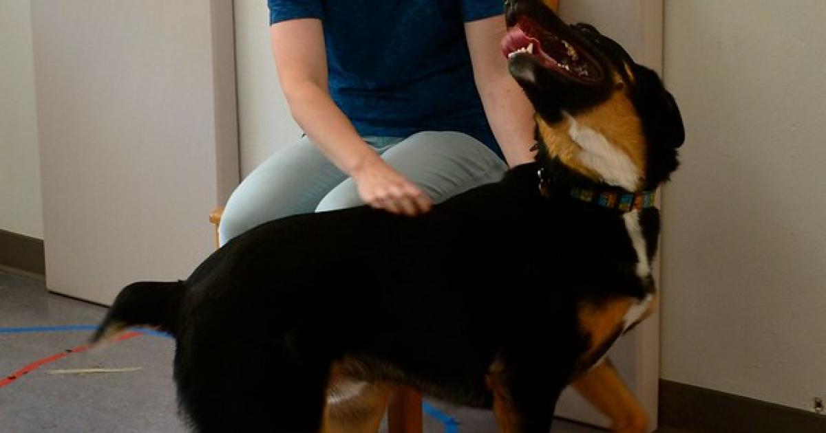 Pet parenting style influences dog behavior, Oregon State University ...