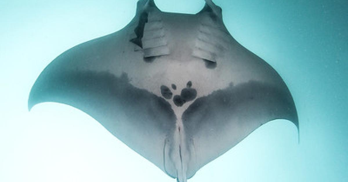 Largest known manta ray population is thriving off the coast of Ecuador ...