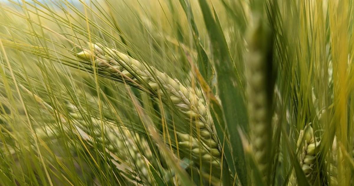 Oregon State receives $3.5 million grant to develop barley varieties ...