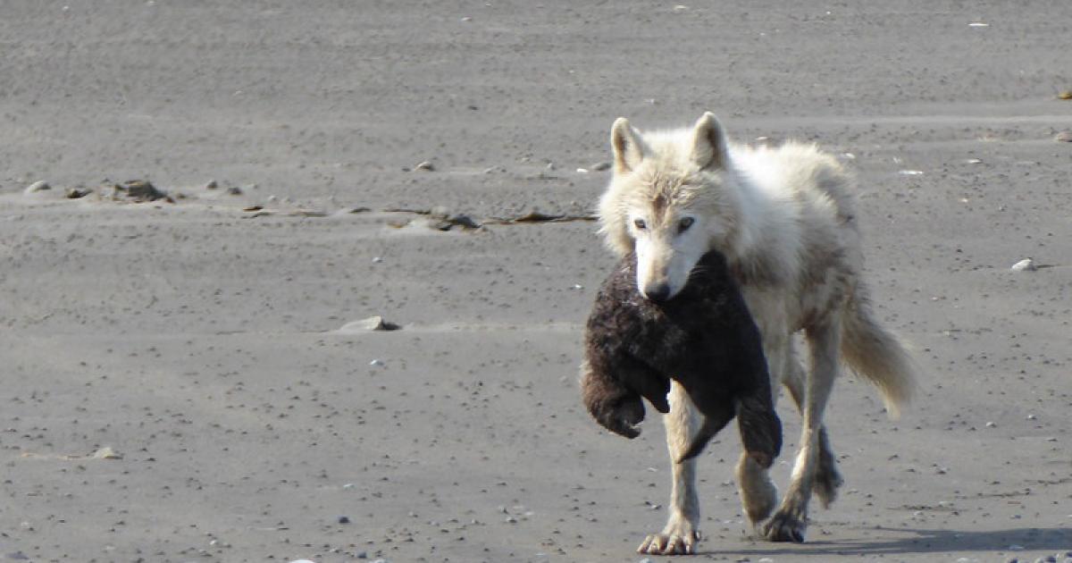 Researchers observe wolves hunting and killing sea otters and harbor ...