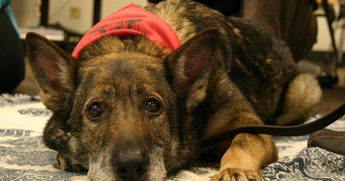 Clinical trial for dogs with mammary cancer now underway at Oregon ...