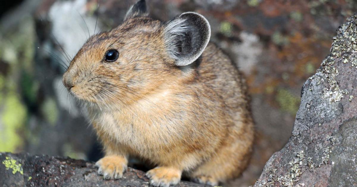 New evidence of two subspecies of American pikas in Rocky Mountain ...