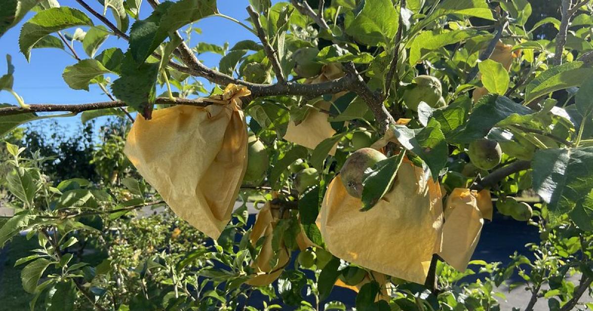 Love them or leave them: Fruit trees take plenty of work | Newsroom ...
