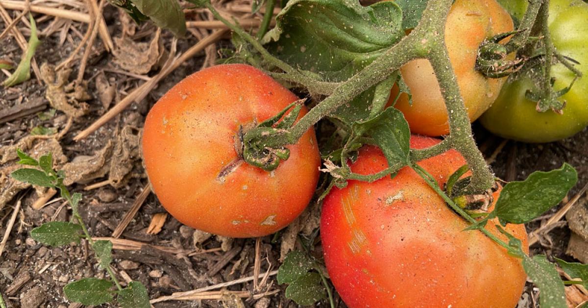Take precautions when wildfire ash falls on fruits and vegetables ...