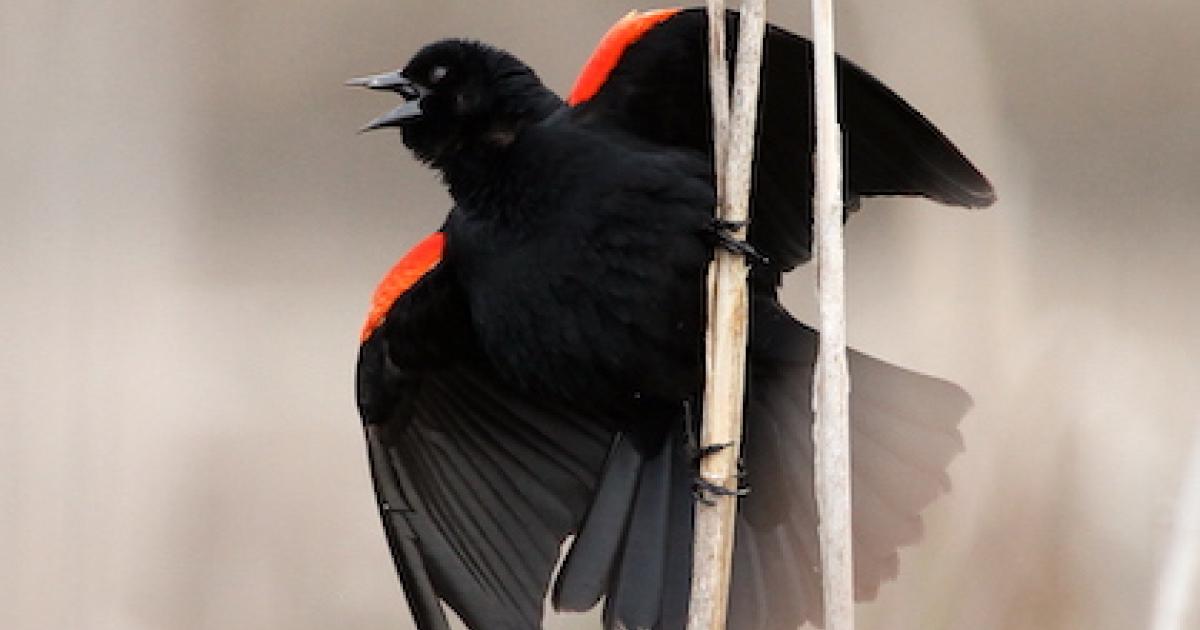 OSU releasing winter series of music, spoken word mini-concerts that ...
