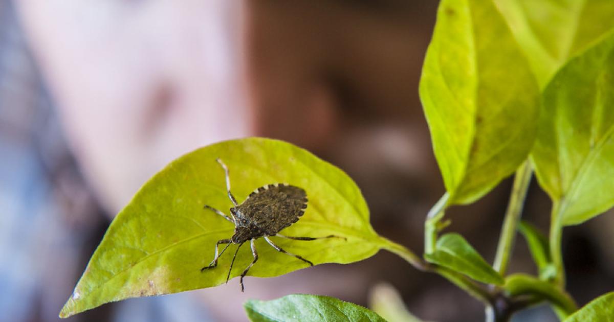 Large increase of brown marmorated stink bugs poses serious threat to ...