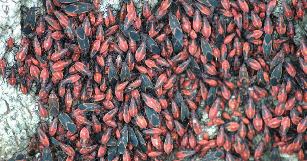 Insects and spiders out to find shelter for winter | Newsroom | Oregon ...
