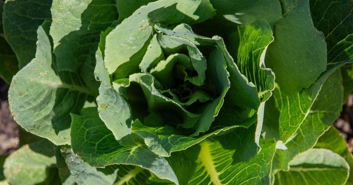 Use vigilance in controlling problems in the vegetable patch | Newsroom ...