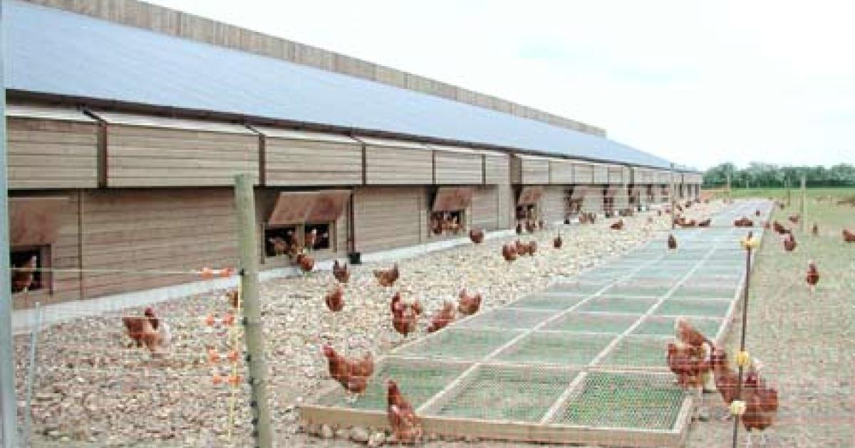 Free range or cage free? Corvallis Science Pub looks at how eggs are ...