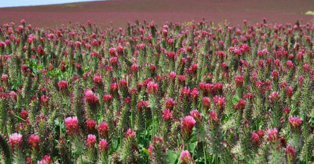 Instead of leaving soil naked, coat it with cover crops | Newsroom ...