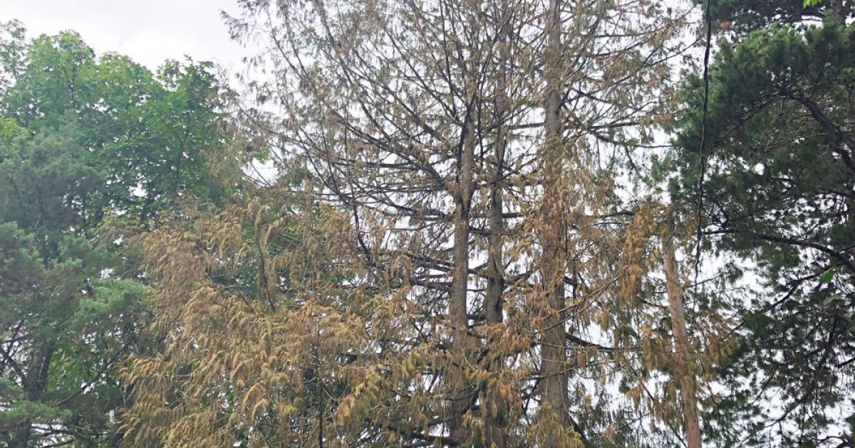 Western Oregon conifers continue to show damage due to drought ...