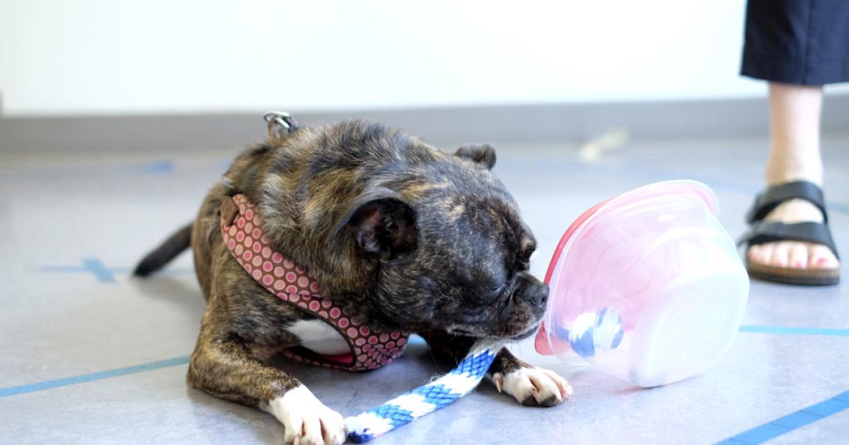 Human encouragement might influence how dogs solve problems | Newsroom ...
