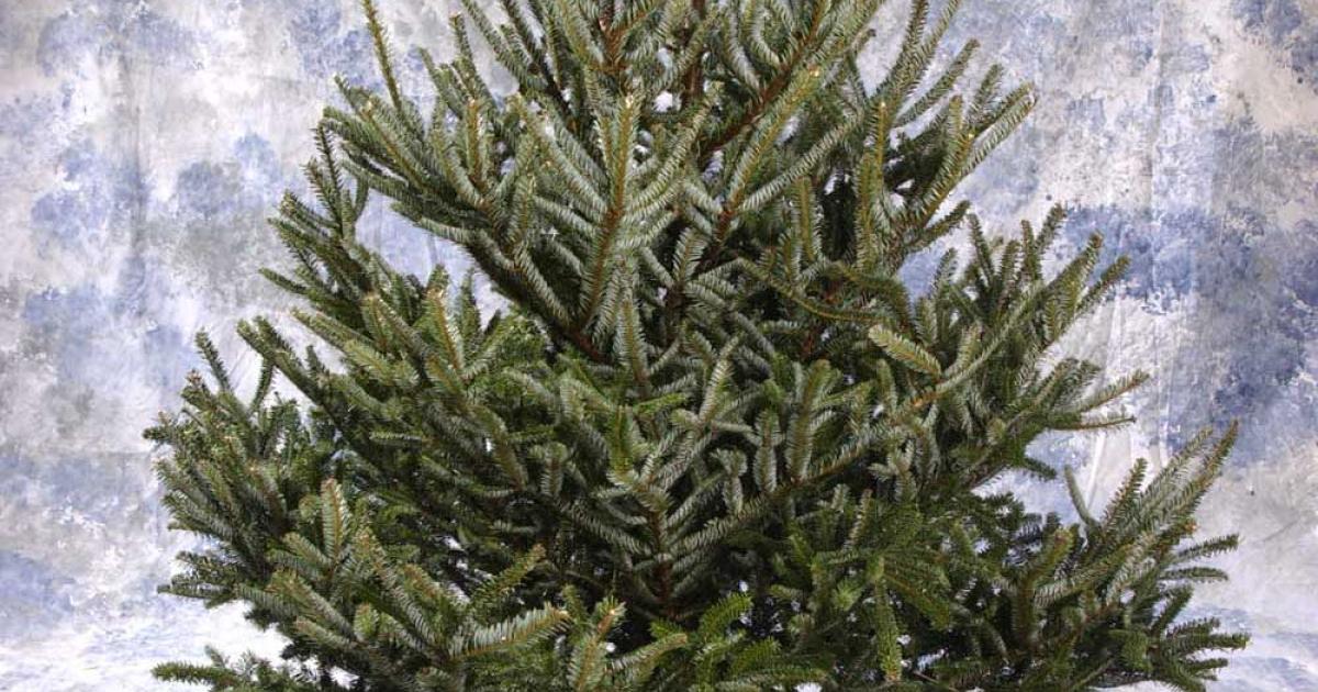 Treat your Christmas tree to vodka? Only if you want to waste it ...