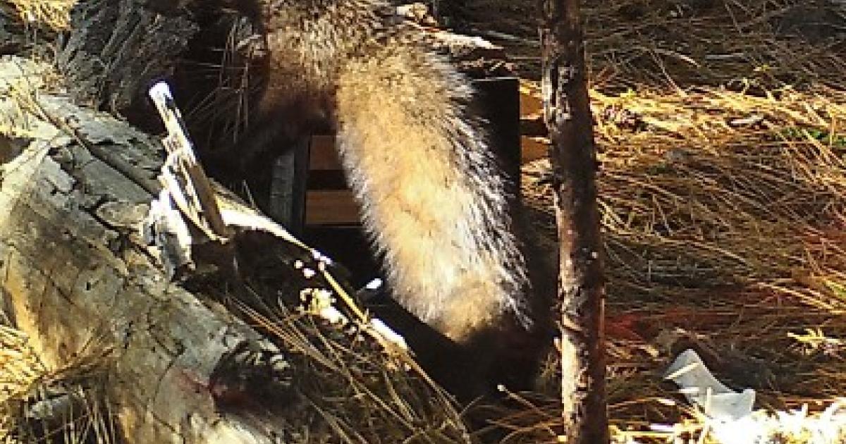 Fishers facing pressure from wildfires, salvage logging, OSU research ...