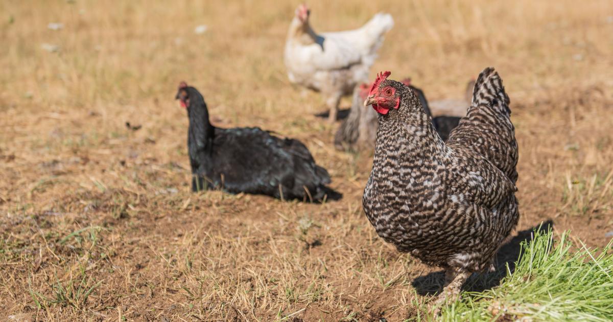 Are you thinking of raising chickens because of record-breaking egg ...