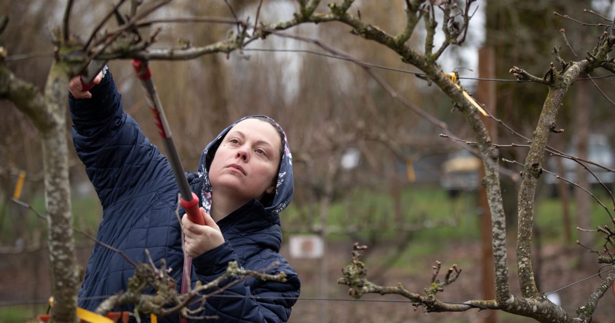 Fruit trees need attention this time of year | Newsroom | Oregon State ...