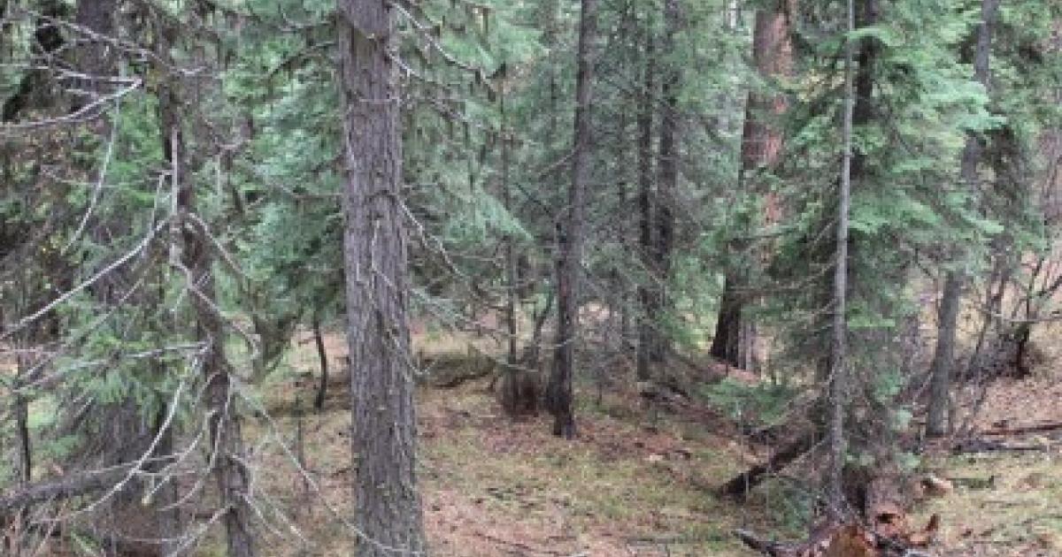 Eastern Oregon forest restoration efforts hampered by diameter limits ...
