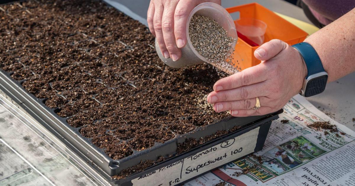 Set seeds on the right path with homemade planting medium | Newsroom ...