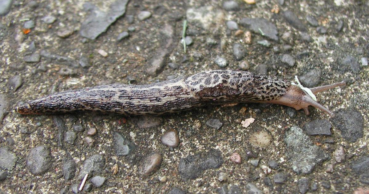 Control slugs now as they lay eggs to hatch in spring | Newsroom ...