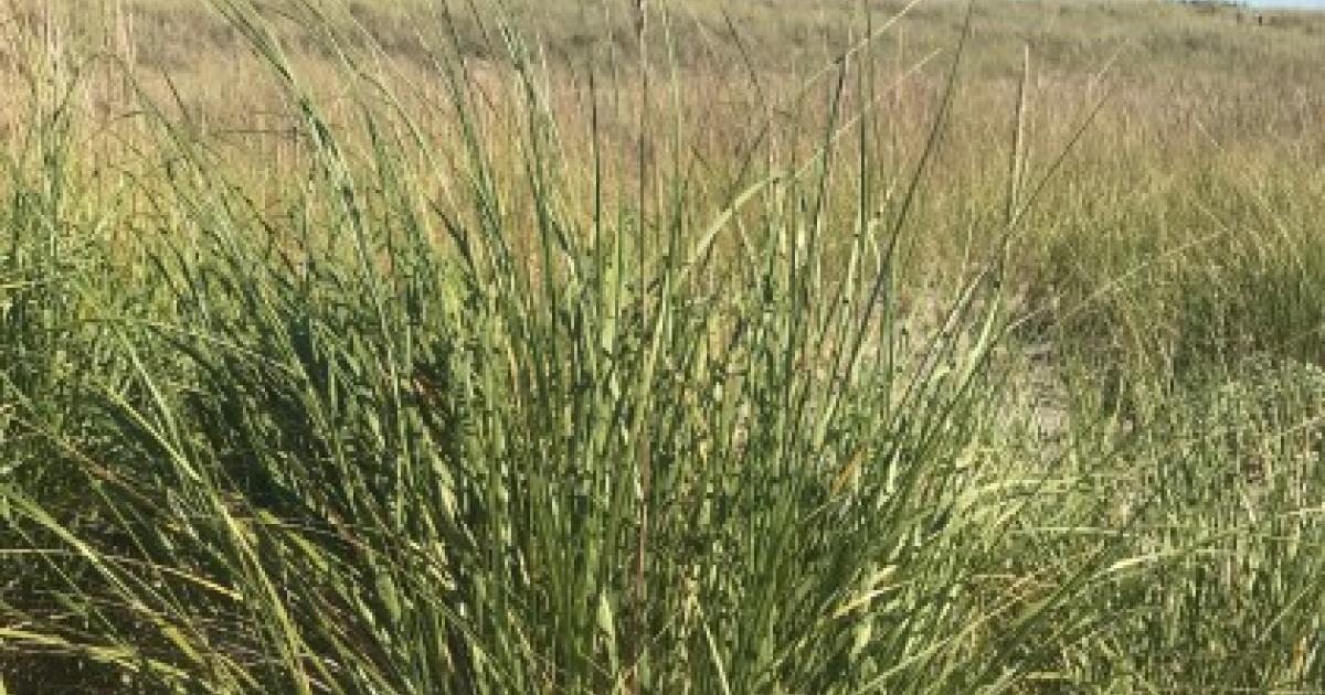 Oregon State University research shows two invasive beachgrasses are ...